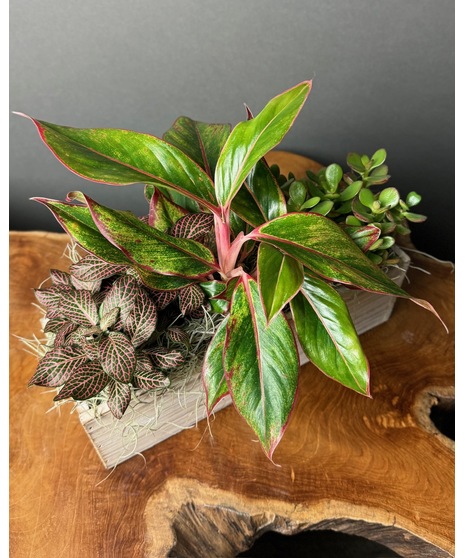 Green Plants | Plant Delivery Maryland | WildFlower Stem + Sundry